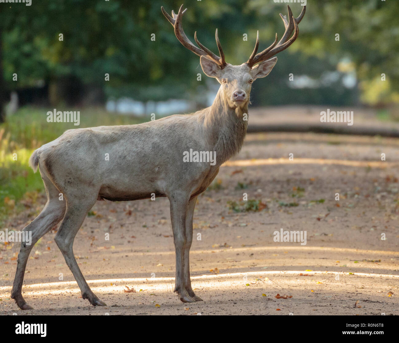 White stag standing looking in to the camera in Jaegersborg dyrehaven ...