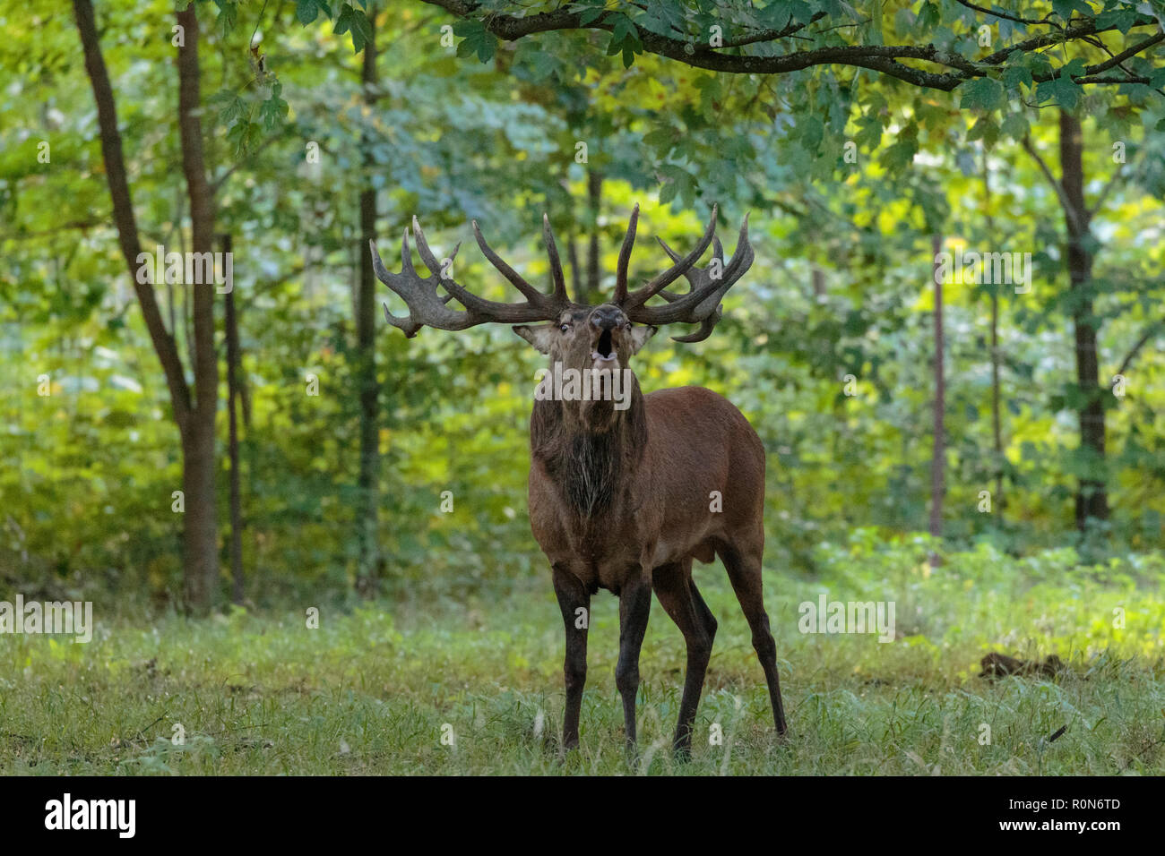 Stag during rut season at Jaegersborg dyrehaven, Denmark Stock Photo ...