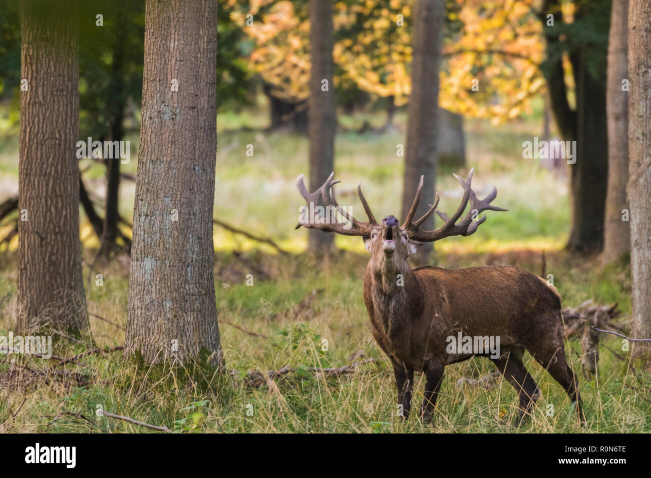 Stag during rut season bellowing at Jaegersborg dyrehaven, Denmark ...
