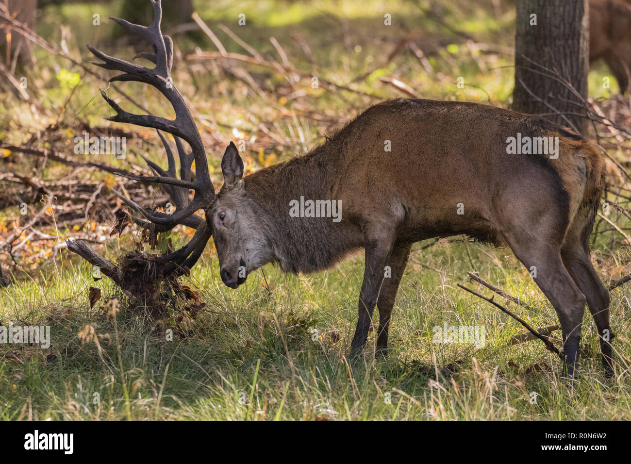 Stag during rut season, cleaning his antler, at Jaegersborg dyrehaven ...