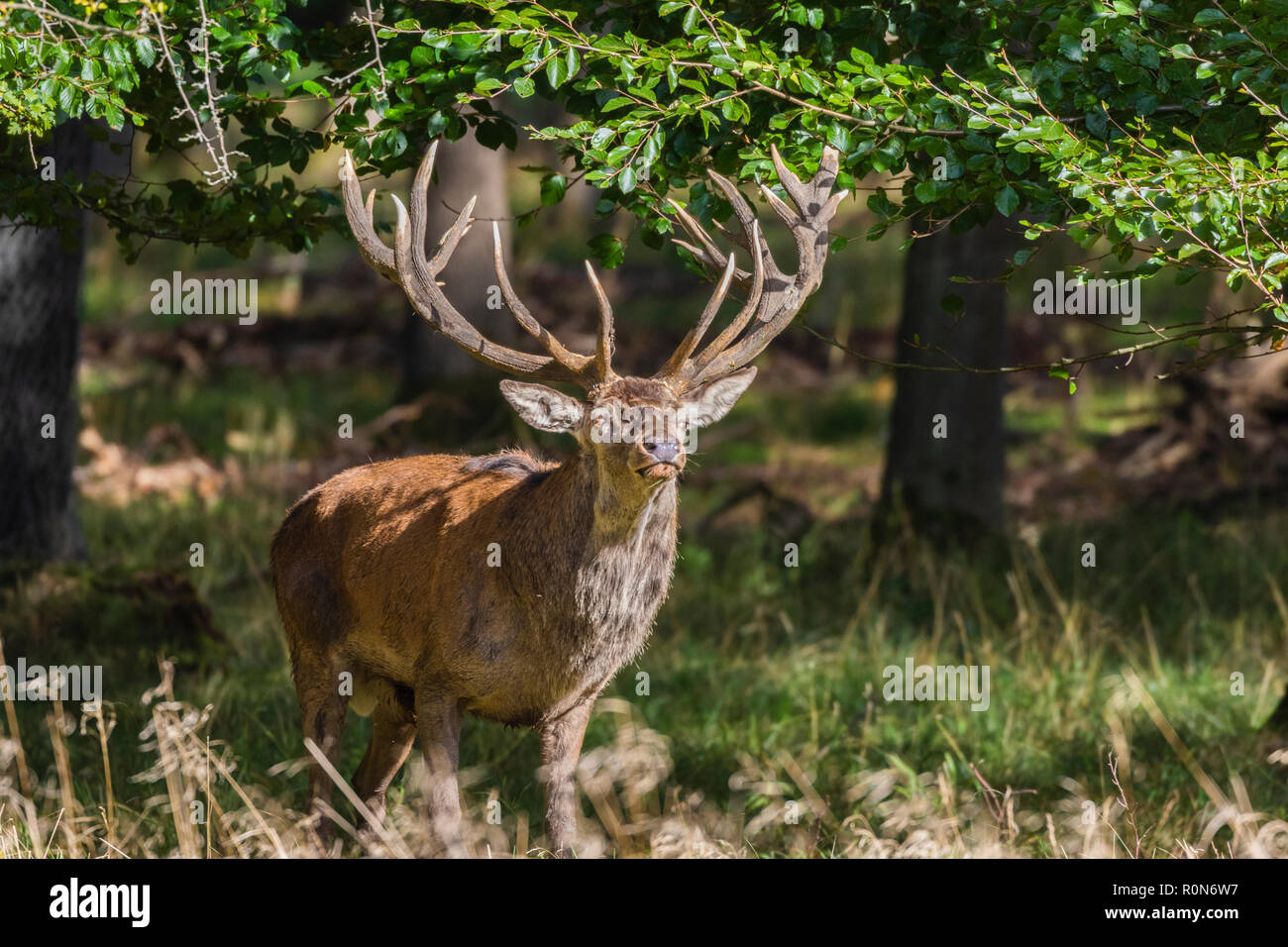 Stag during rut season, Jaegersborg dyrehaven, Denmark Stock Photo - Alamy