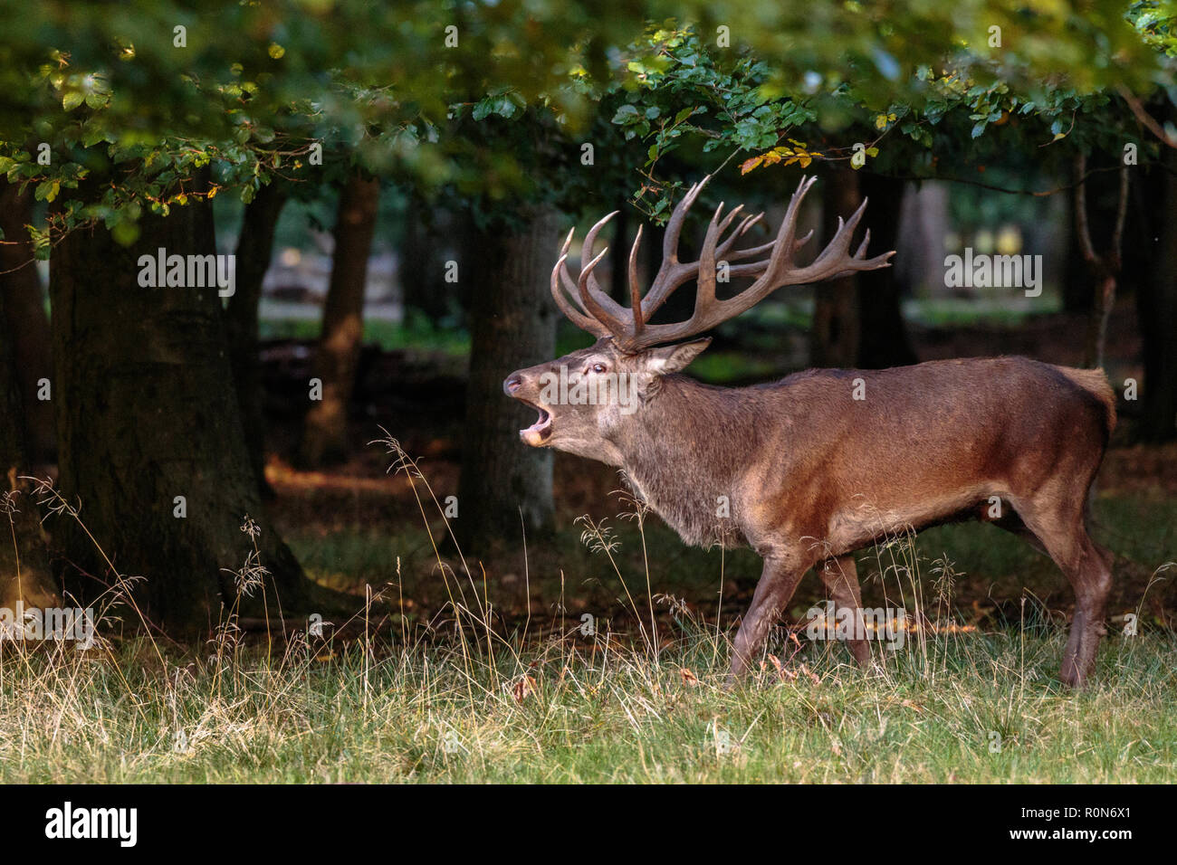 Mammals of denmark hi-res stock photography and images - Alamy
