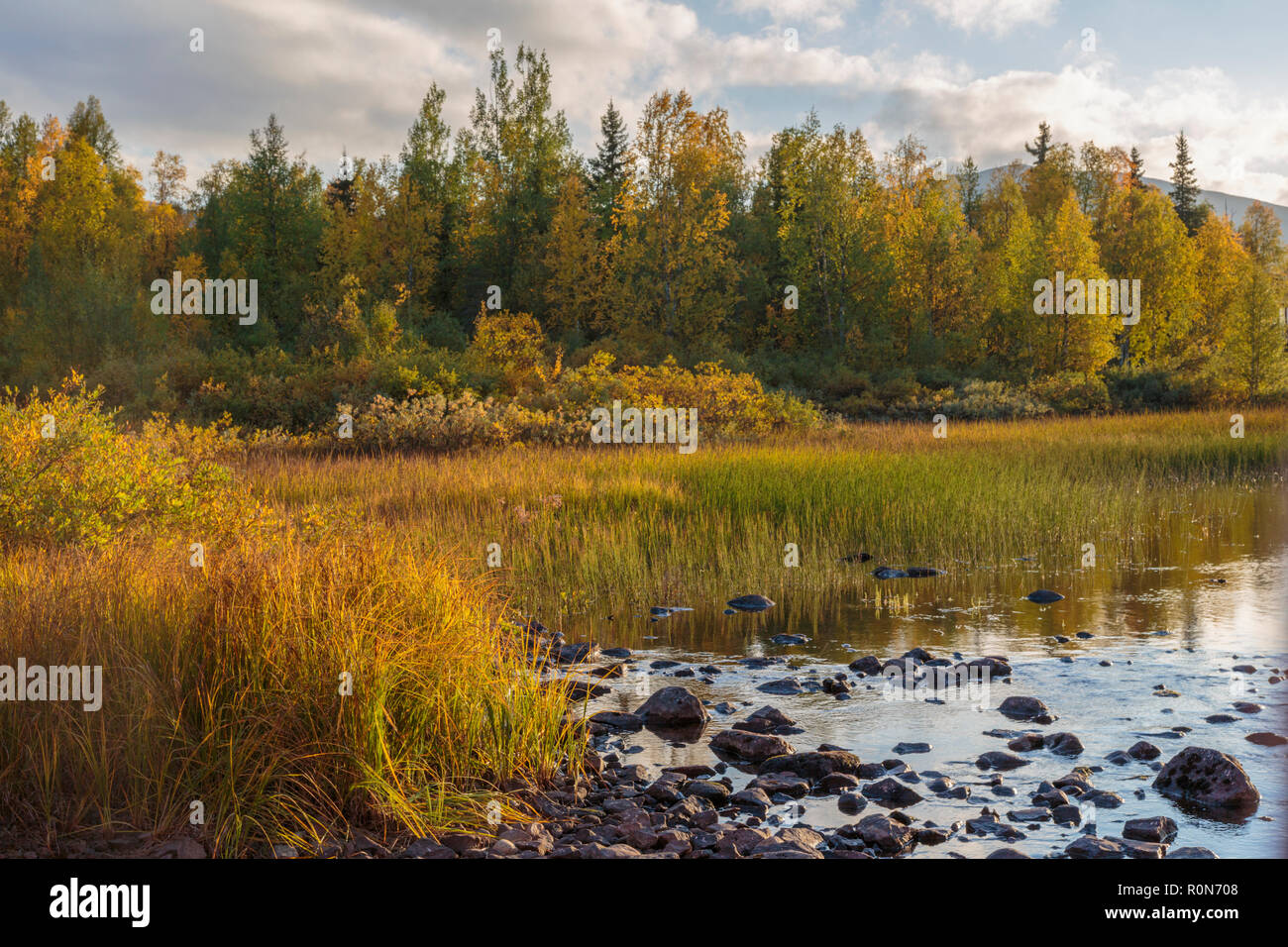 Autumn landscape with yellow leaves on the birch trees, Mount Dundret ...