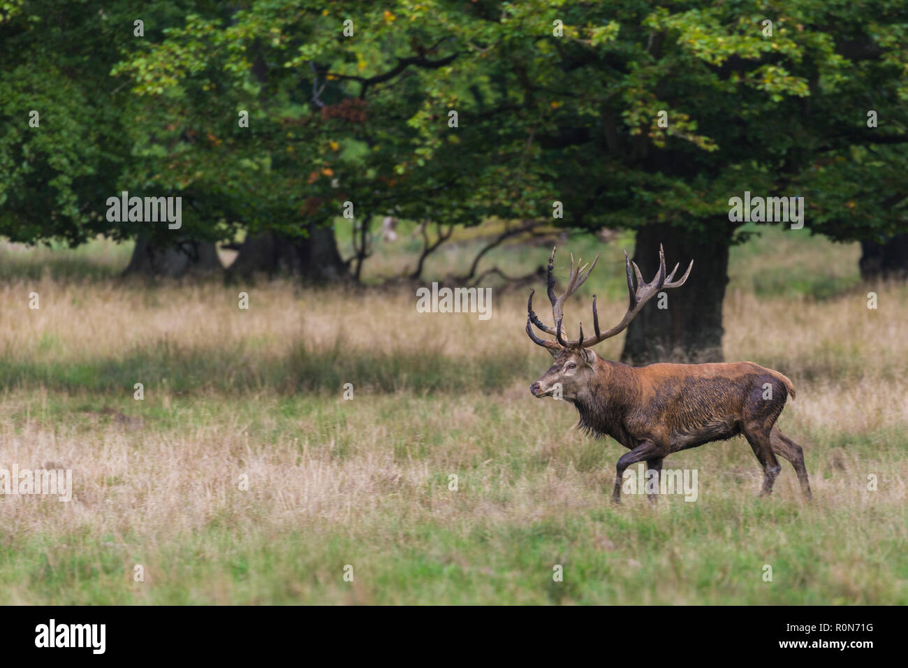 Stag during rut season at Jaegersborg dyrehaven, Denmark Stock Photo ...