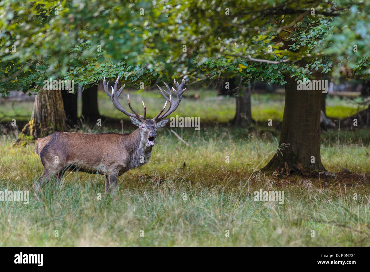 Stag during rutseason bellowing, standing under a tree, looking in to ...