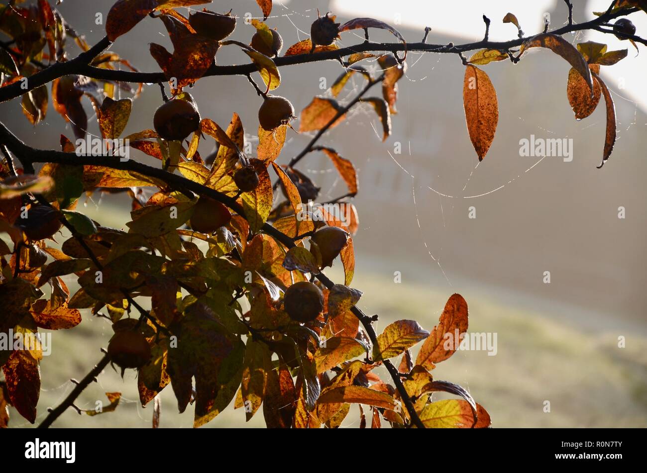 Medlar fruit (Mespilus germanica) on tree in autumn orchard, Lincs ...