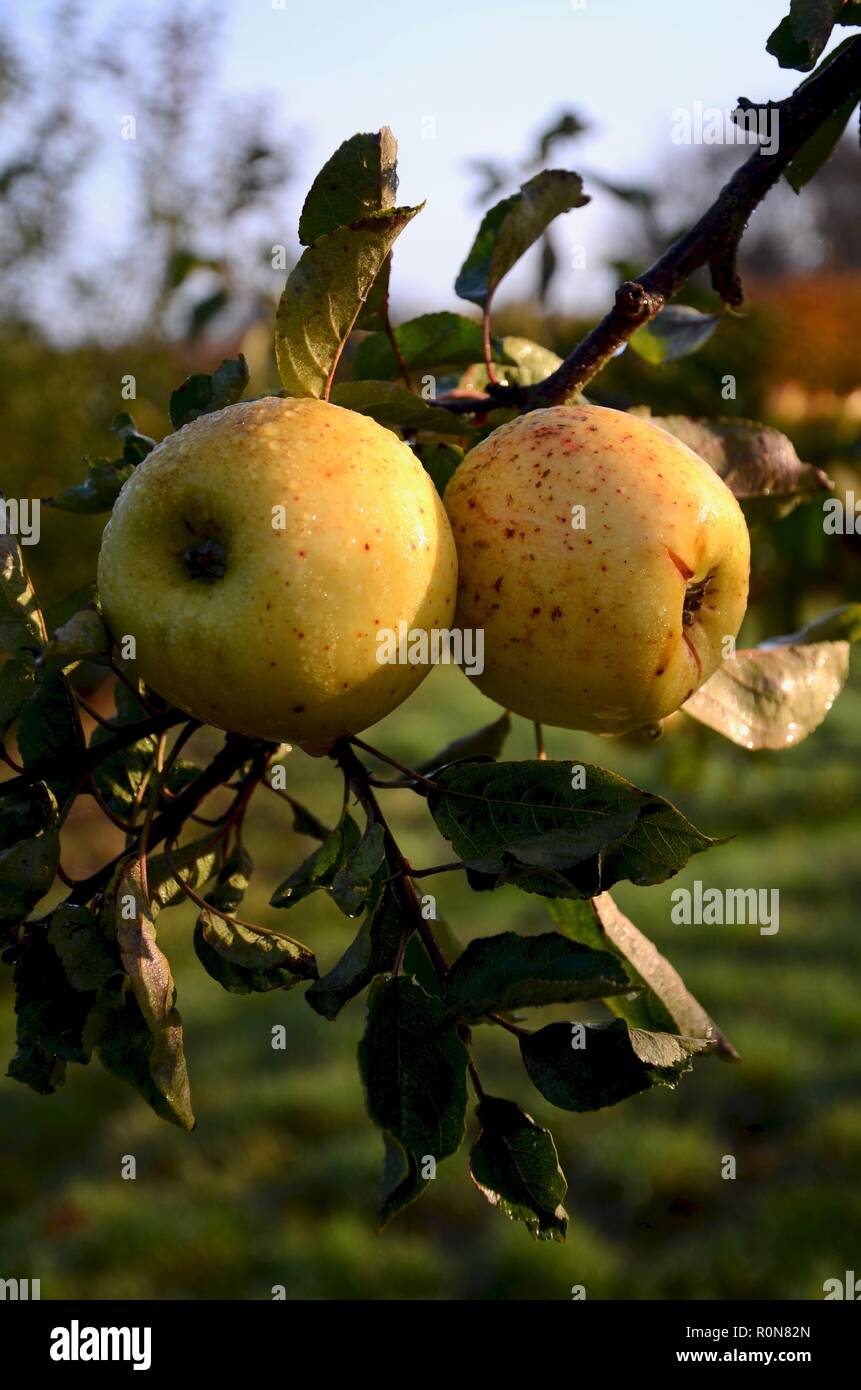 Disappearing rural england hi-res stock photography and images - Alamy