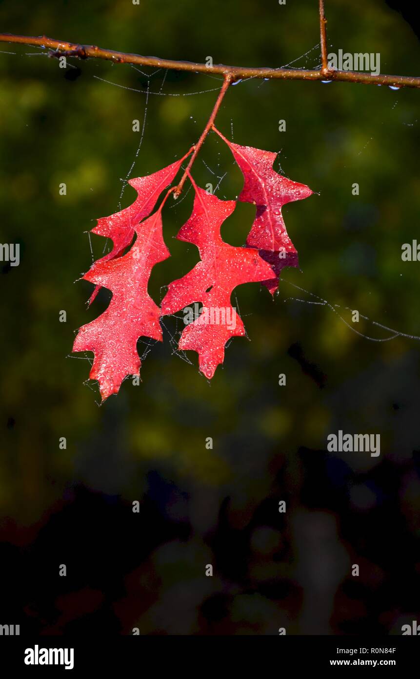 Oak spiders hi-res stock photography and images - Alamy