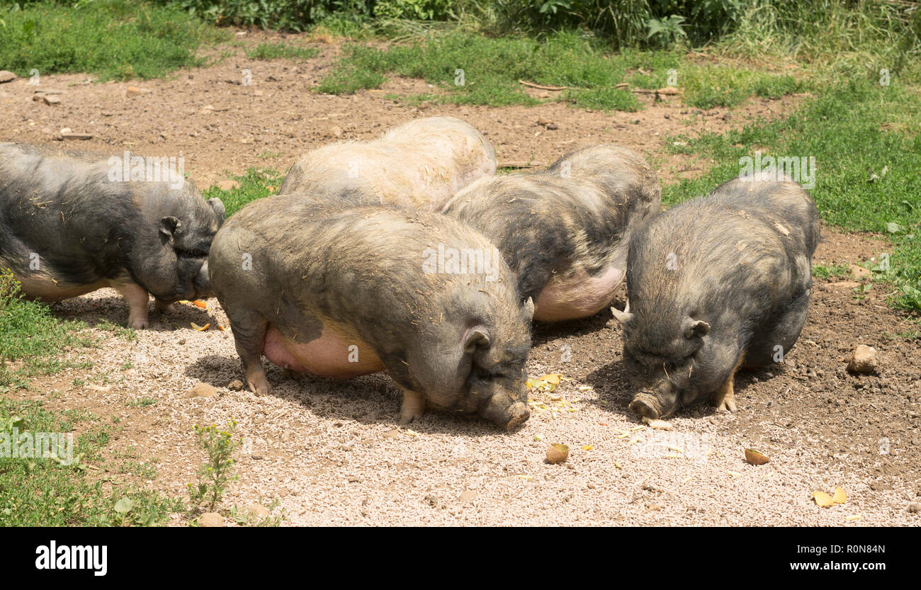 Rare breed pigs at Guédelon Castle, Treigny, Yonne , Burgundy, France ...