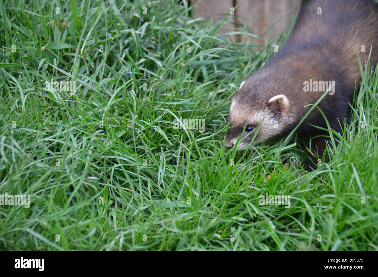 Stoats and weasels hi-res stock photography and images - Alamy