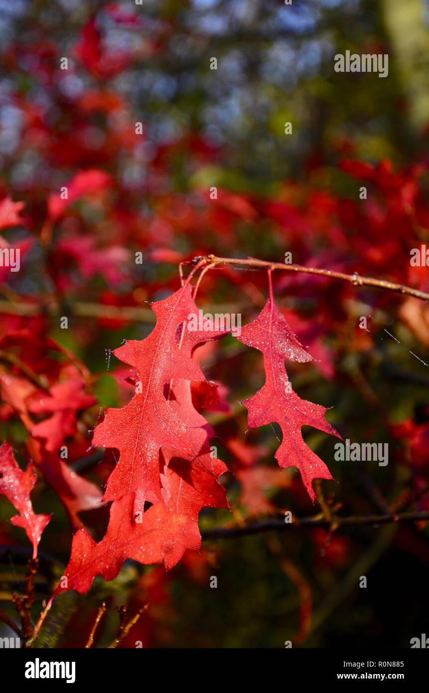 Pin Oak (Quercus palustris) leaves in full autumn colour, blurred, out ...