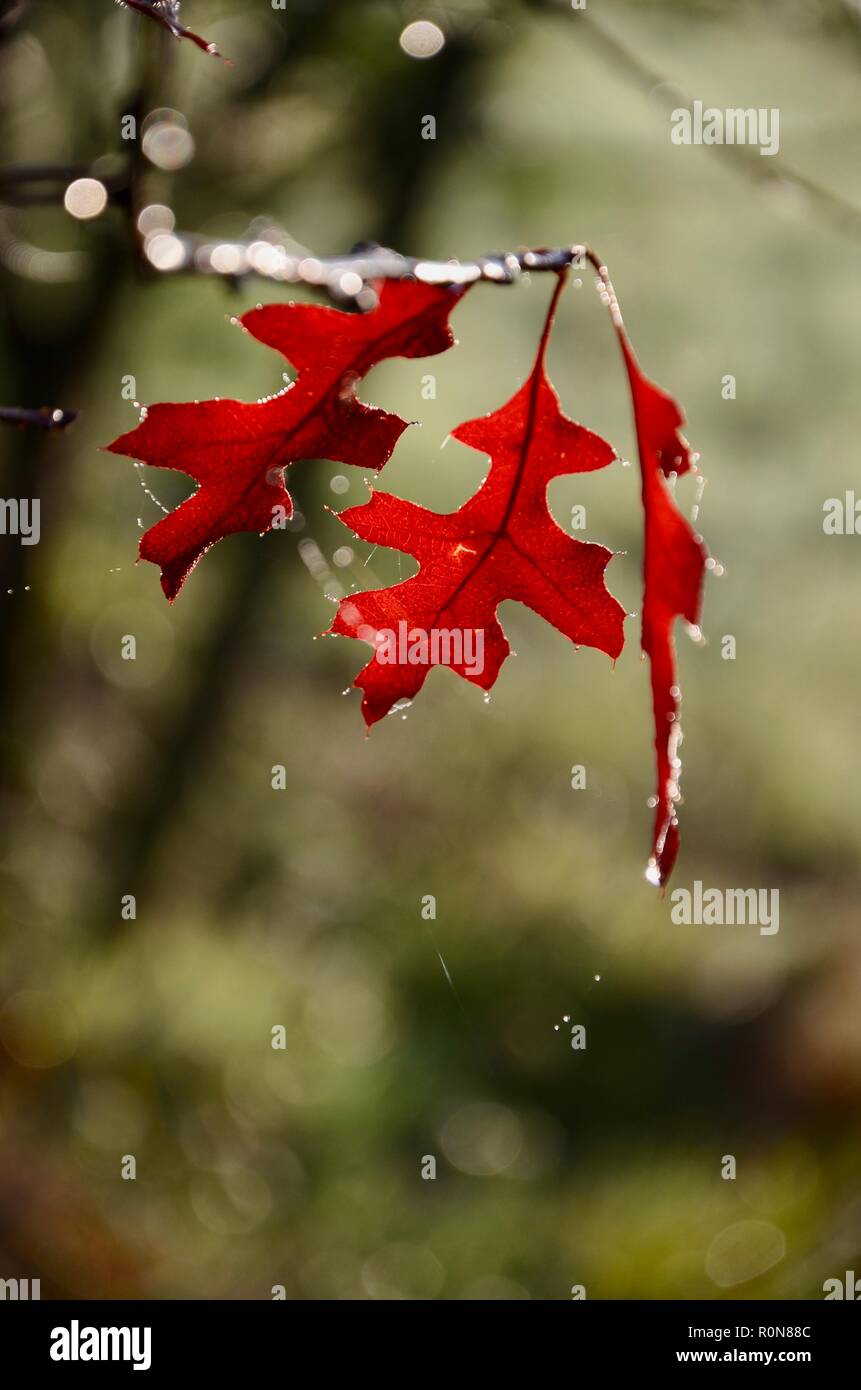 Pin Oak (Quercus palustris) leaves in full autumn colour, with dew on ...