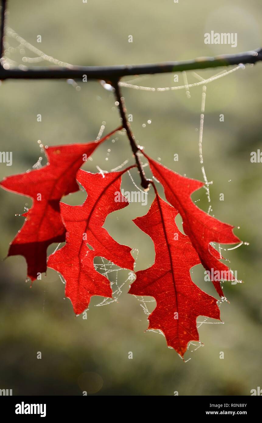 Pin Oak (Quercus palustris) leaves in full autumn colour, with dew on ...