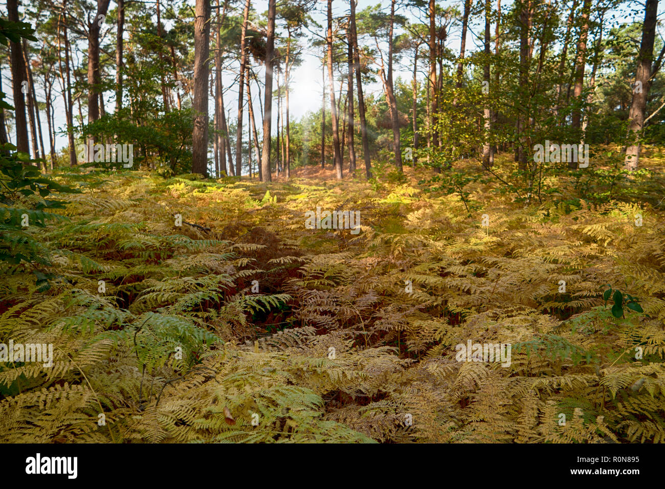 Primeval Forest on Darss in Germany Stock Photo - Alamy