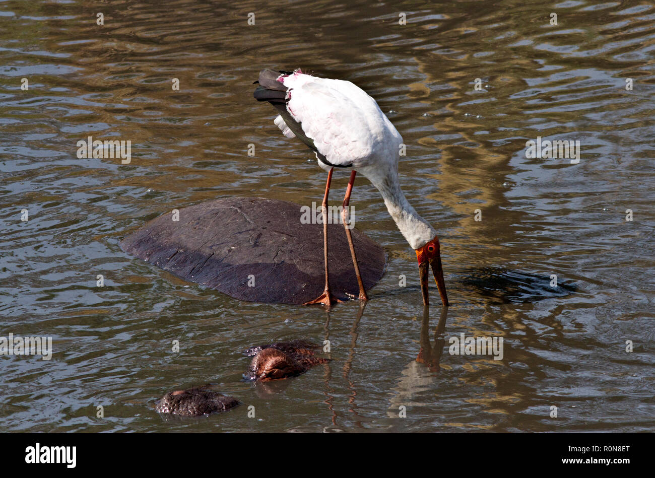 The Yellow-billed Stork has a worldwide distribution in tropical ...