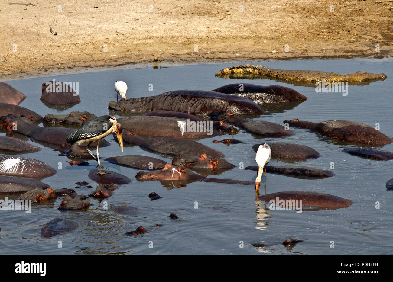The Yellow-billed Stork has a worldwide distribution in tropical ...