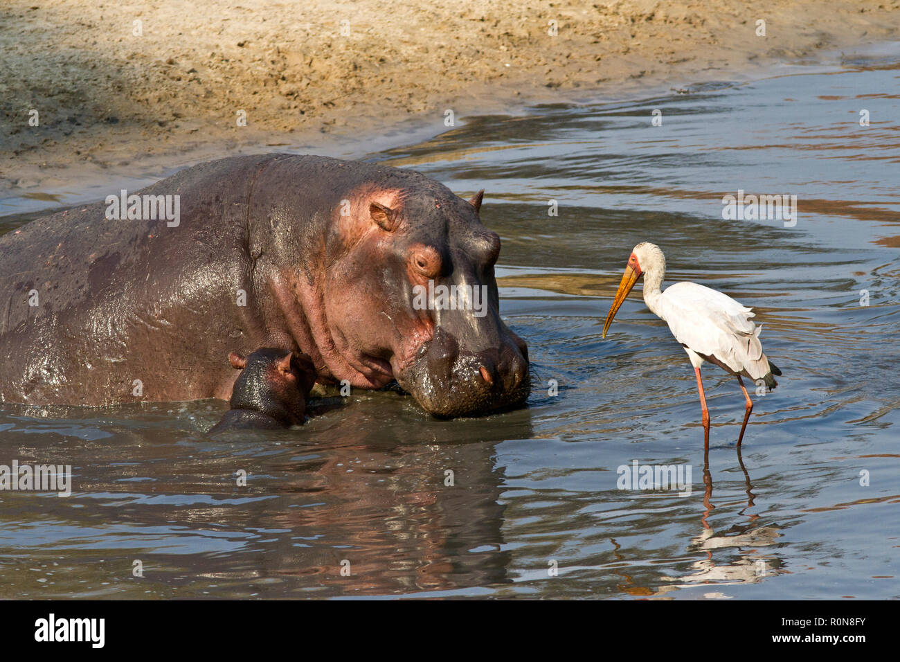 Wade through mud hi-res stock photography and images - Alamy