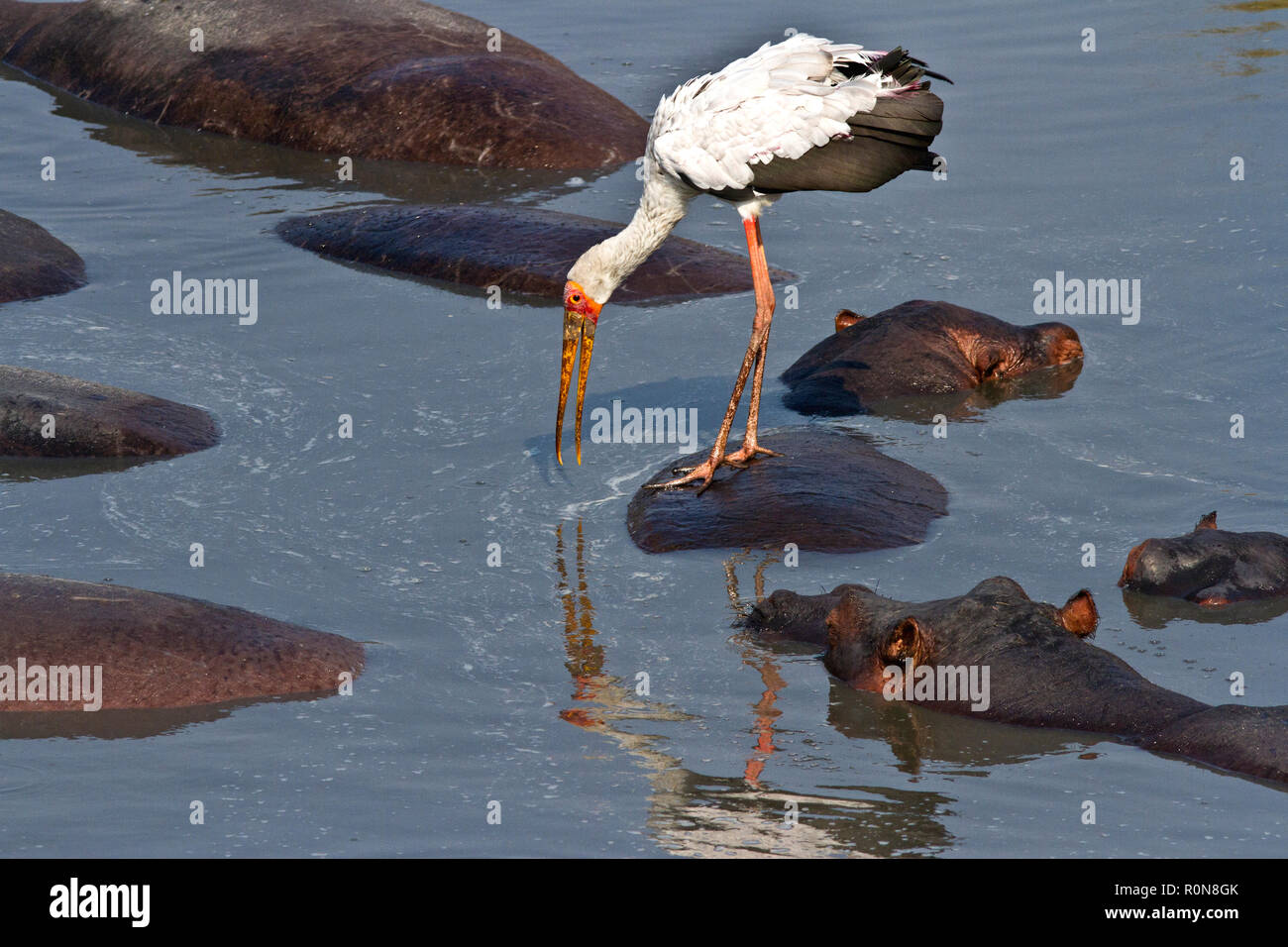 The Yellow-billed Stork has a worldwide distribution in tropical ...