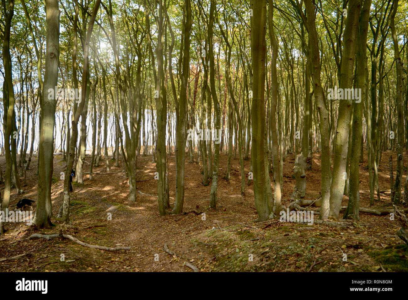 Primeval Forest on Darss in Germany Stock Photo - Alamy