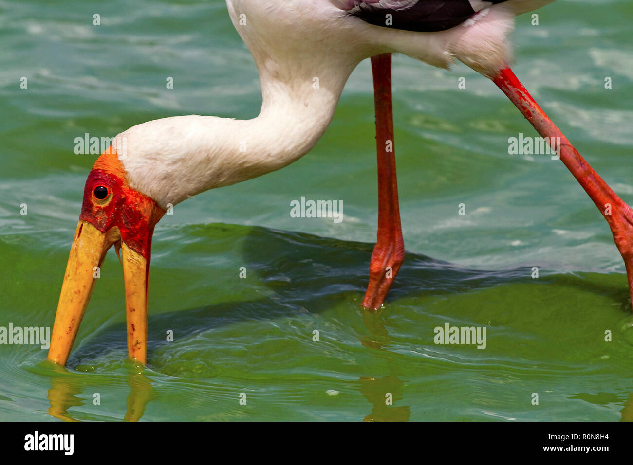 The Yellow-billed Stork has a worldwide distribution in tropical ...