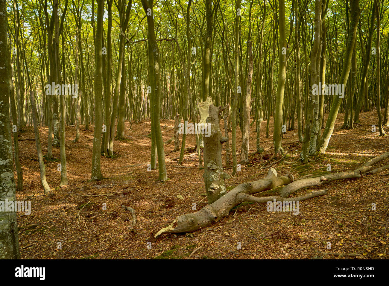 Primeval Forest on Darss in Germany Stock Photo - Alamy
