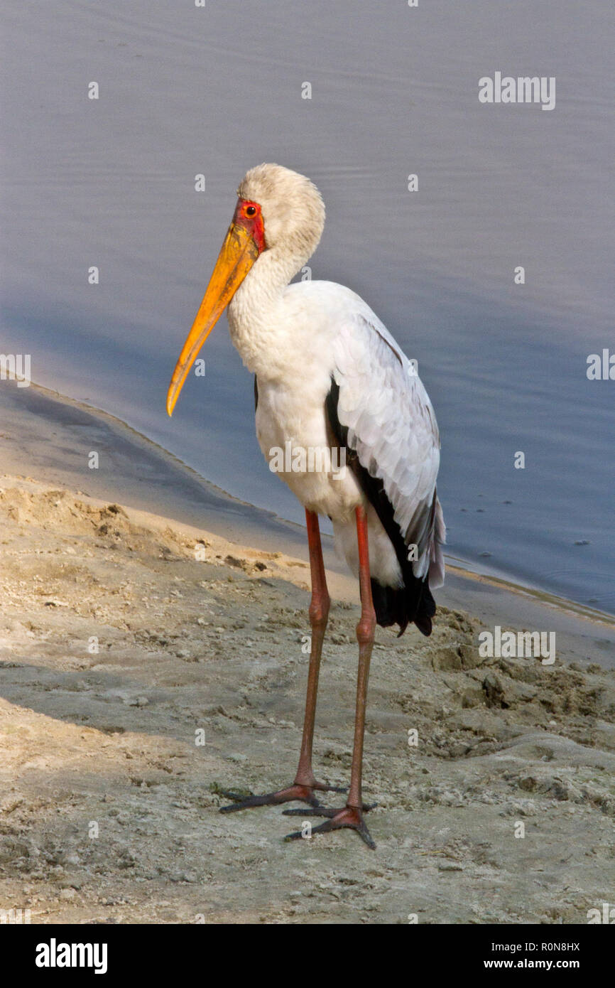 Yellow-billed Stork resting Stock Photo - Alamy