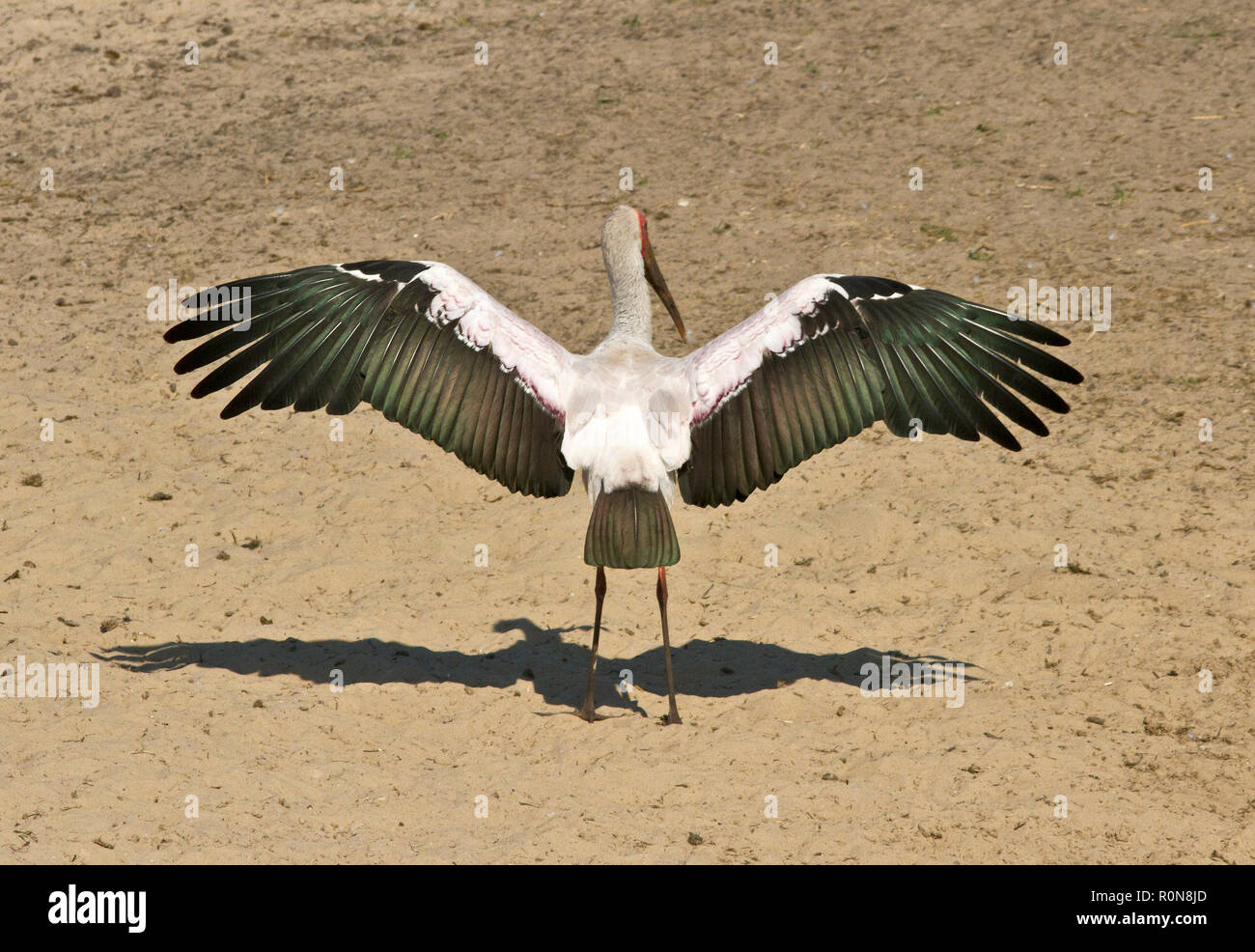 The Yellow-billed Stork has a worldwide distribution in tropical ...