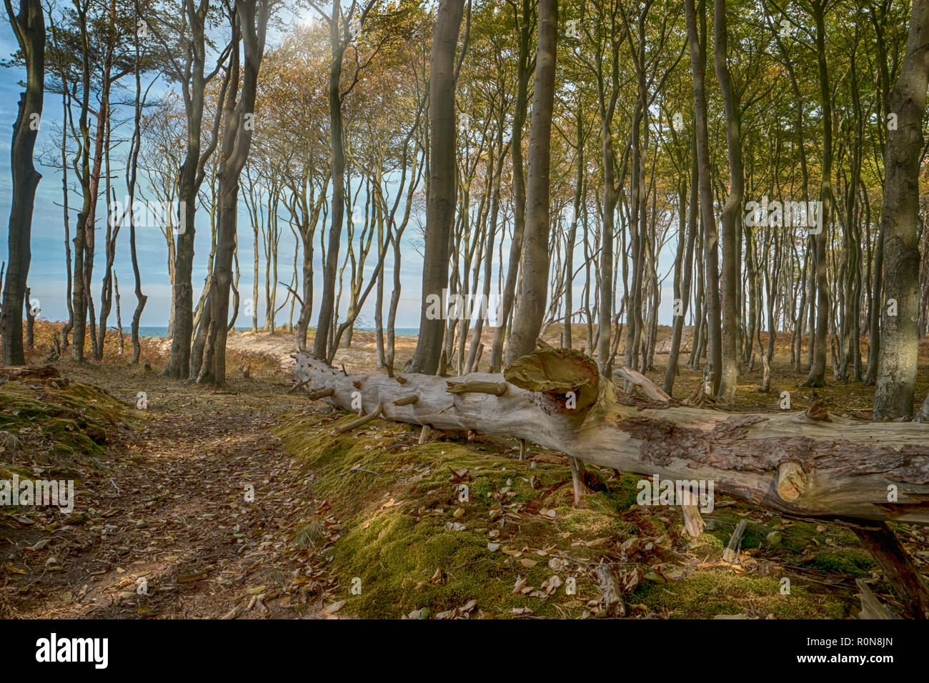 Primeval Forest on Darss in Germany Stock Photo - Alamy