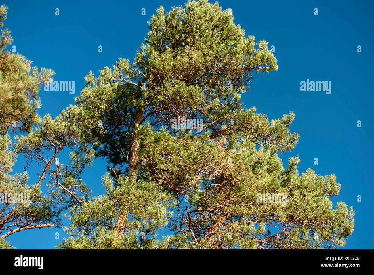 Crown of a Pine Tree Stock Photo - Alamy