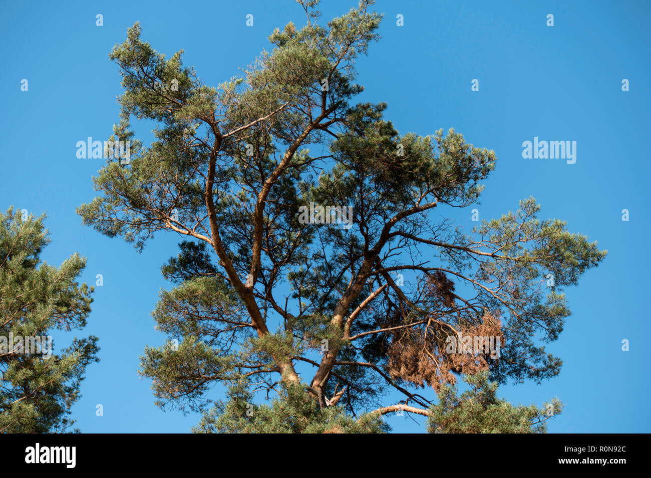 Crown of a pine tree hi-res stock photography and images - Alamy