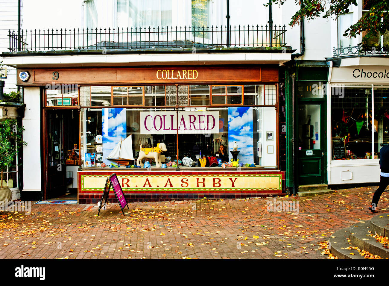 Collared, Royal Tunbridge Wells, Kent, England Stock Photo - Alamy