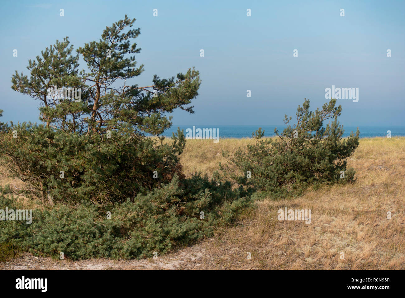 Darsser Ort on Darss in Germany Stock Photo - Alamy