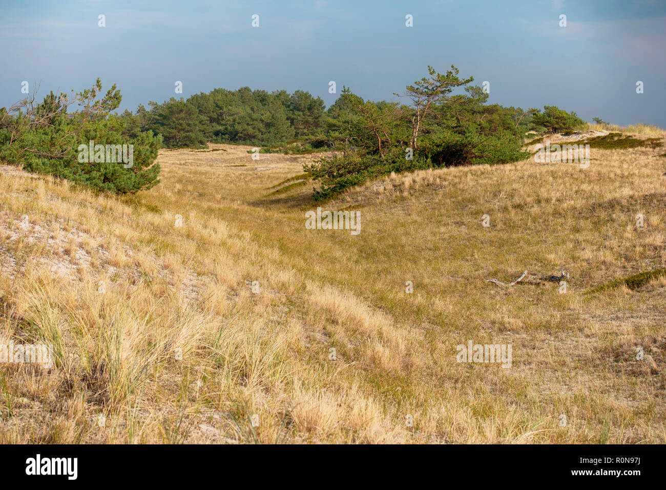 Darsser Ort on Darss in Germany Stock Photo - Alamy