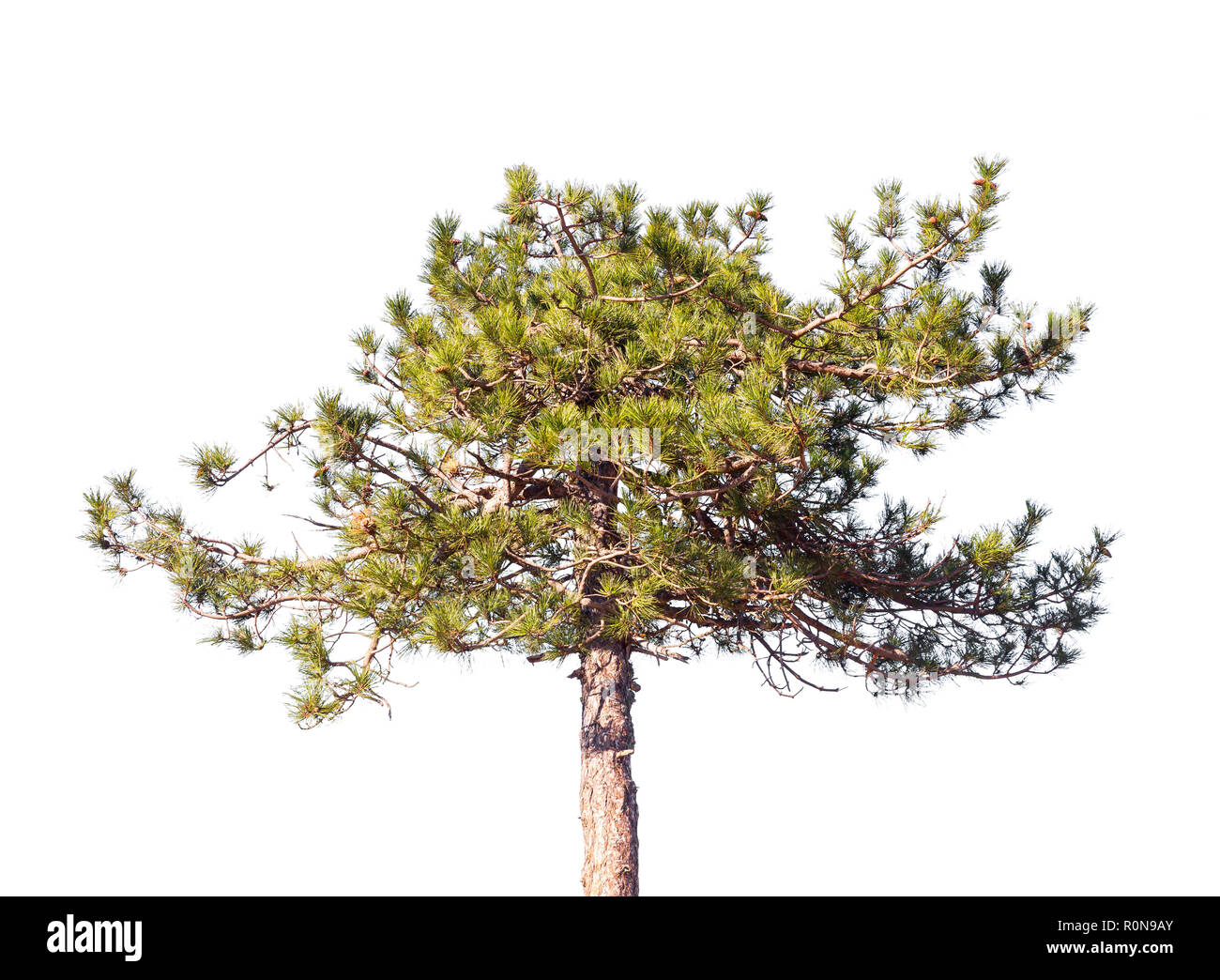Young pine tree isolated on white background Stock Photo - Alamy