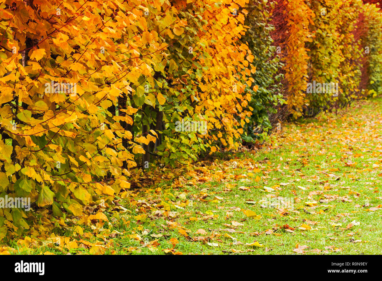 Decorative bushes with colorful leaves grow in a row in autumn park ...