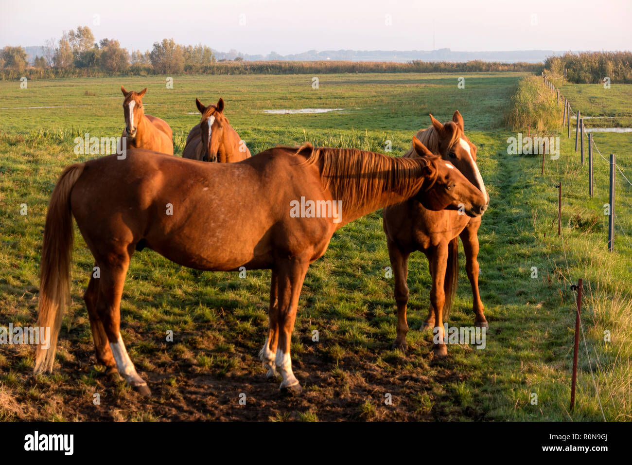 Farm animals germany baltic hi-res stock photography and images - Alamy