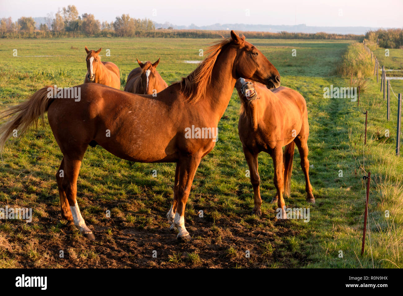 Farm animals germany baltic hi-res stock photography and images - Alamy