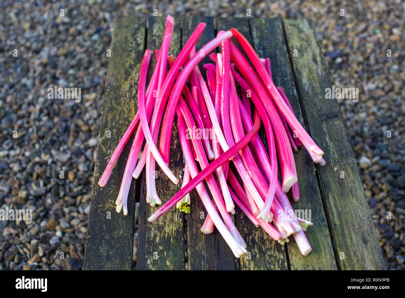 A pile of freshly picked rhubarb on a garden bench Stock Photo - Alamy