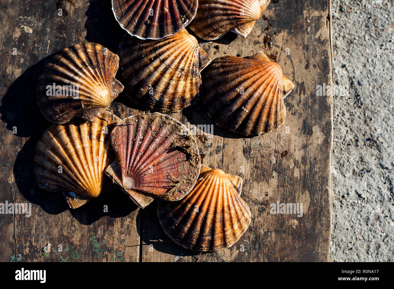 Scallops seafood hi-res stock photography and images - Alamy