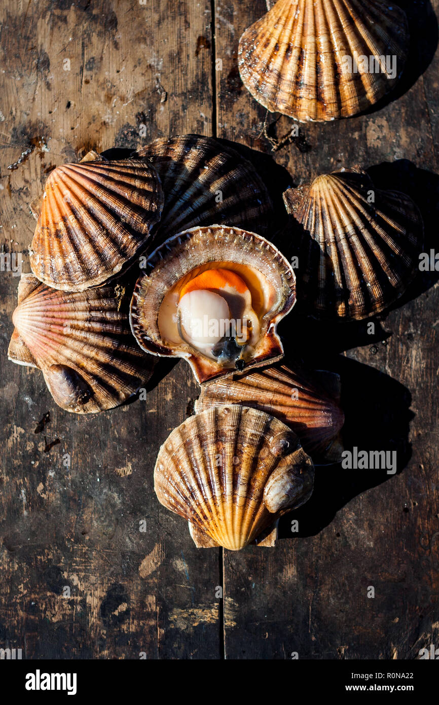 Flat scallops hi-res stock photography and images - Alamy