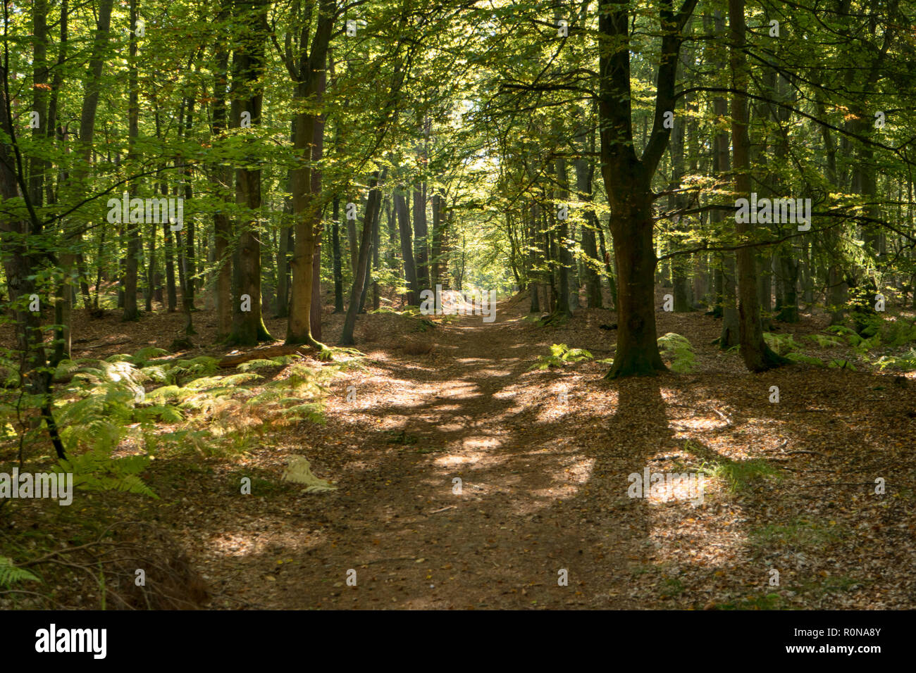Primeval Forest on Darss in Germany Stock Photo - Alamy