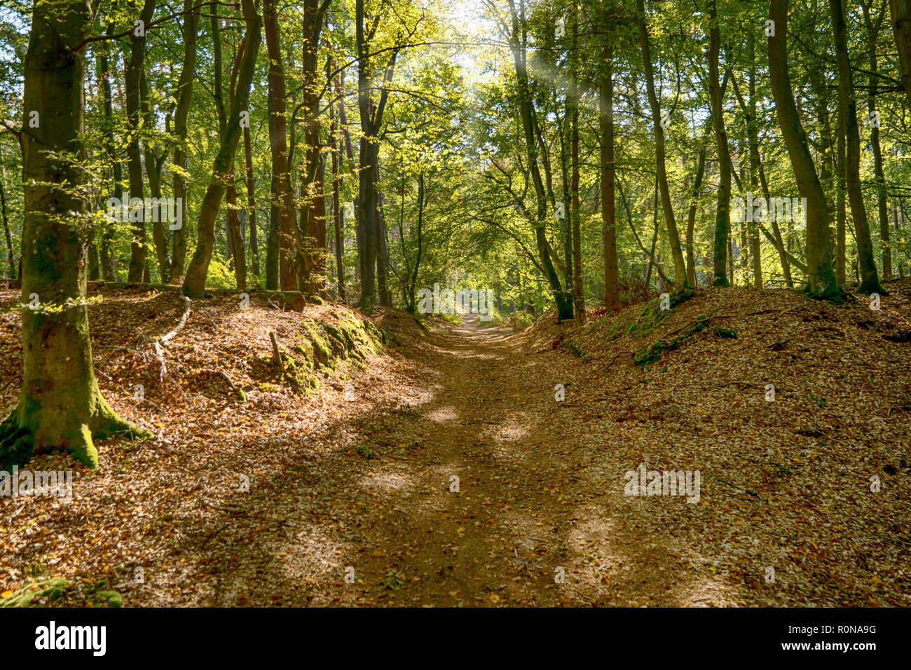 Primeval Forest on Darss in Germany Stock Photo - Alamy