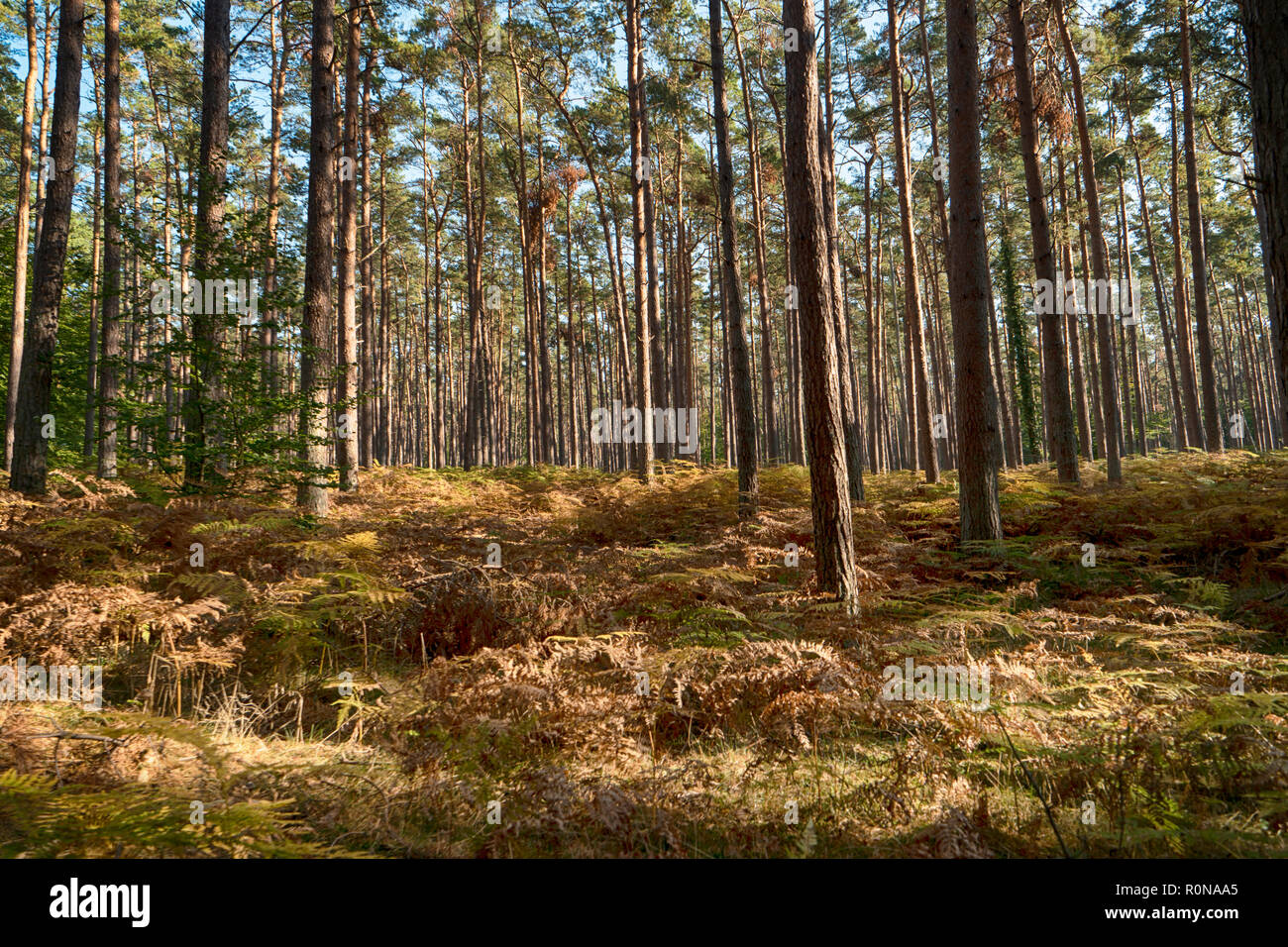 Primeval Forest on Darss in Germany Stock Photo - Alamy