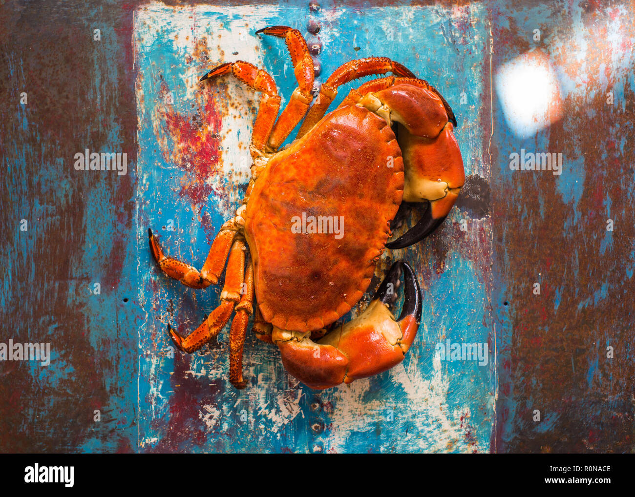 Whole red cooked crab hi-res stock photography and images - Alamy