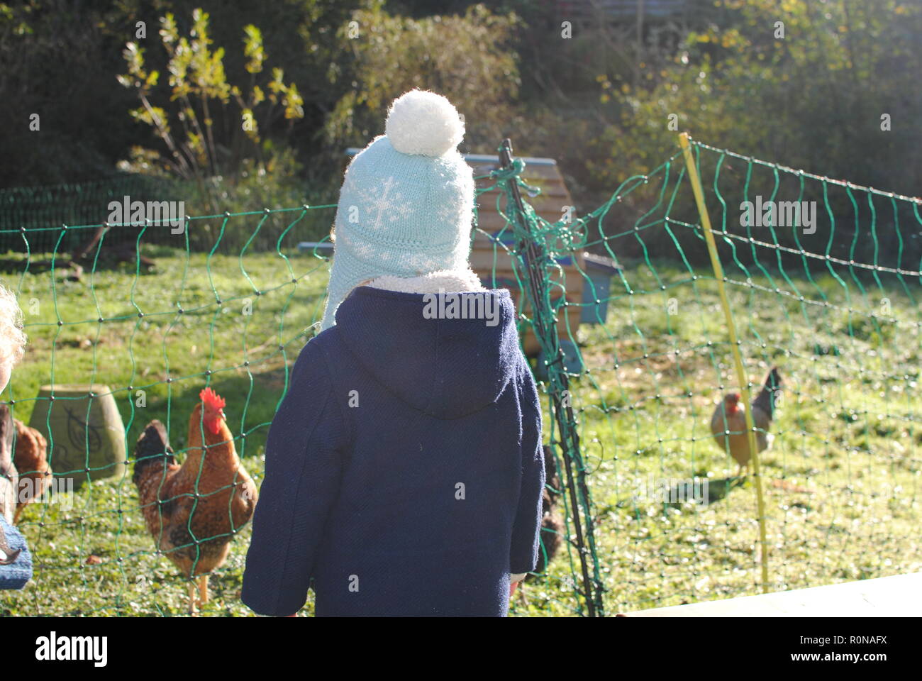 Toddler with chickens hi-res stock photography and images - Alamy