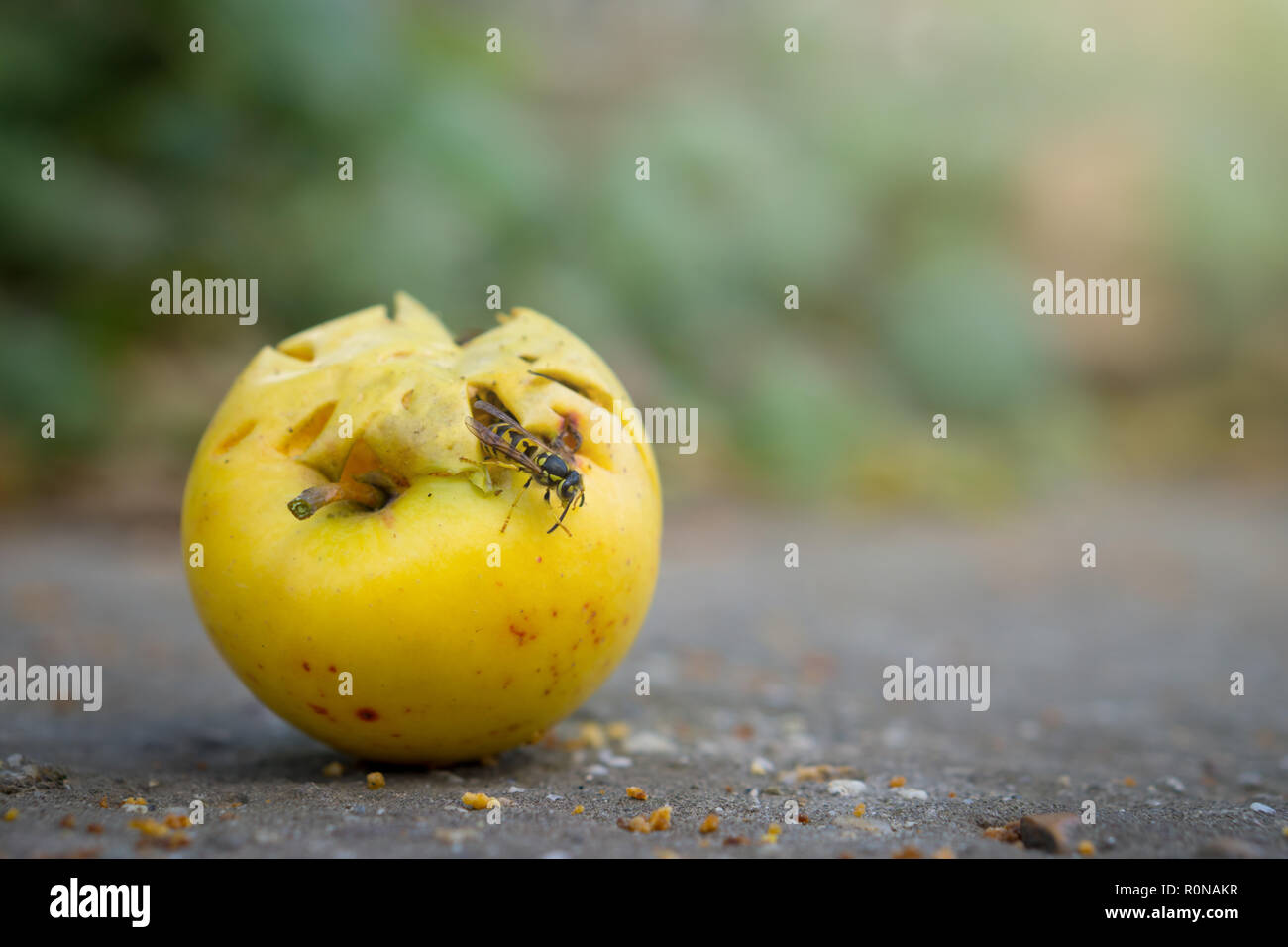Wasp eating a rotten apple hi-res stock photography and images - Alamy