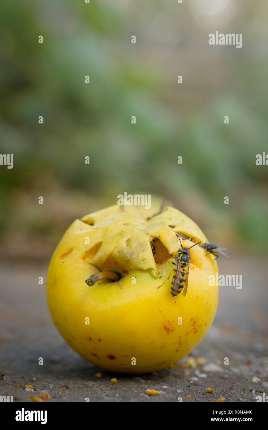 Wasp eating a rotten apple hi-res stock photography and images - Alamy