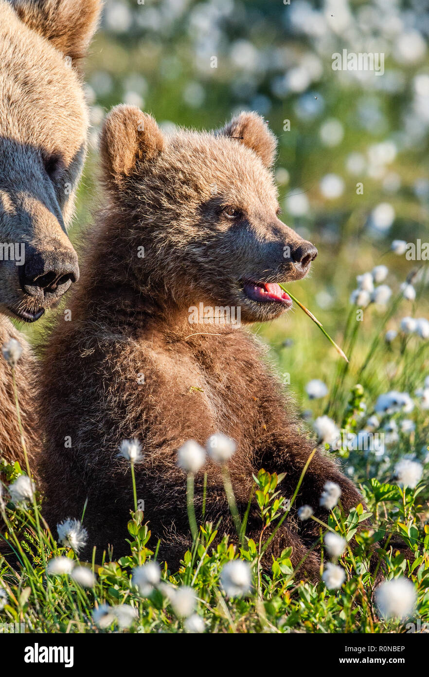 Brown bear cub and she-bear in the summer forest, among white flowers ...