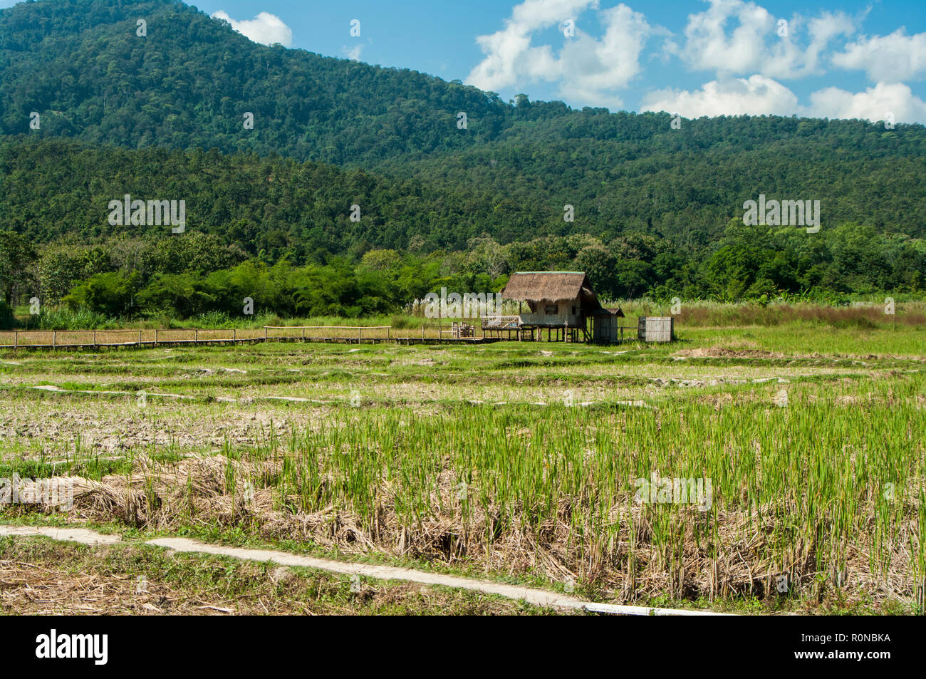 landscape photography : Landscapes of rice fields Asia and lifestyle ...