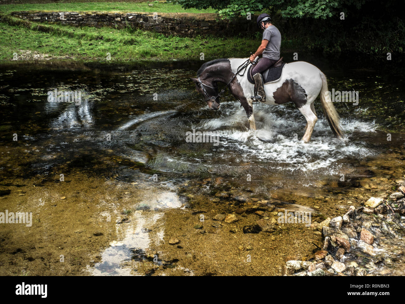 horses playfully stamping the water as they cross a stream Stock Photo ...